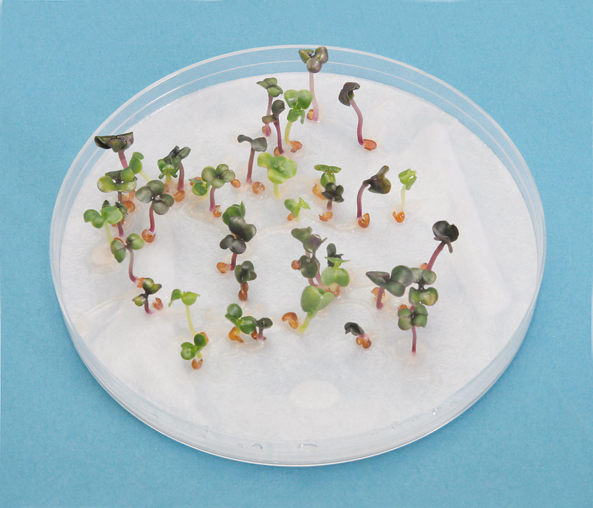 Wisconsin Fast Plants - Carolina Knowledge Center