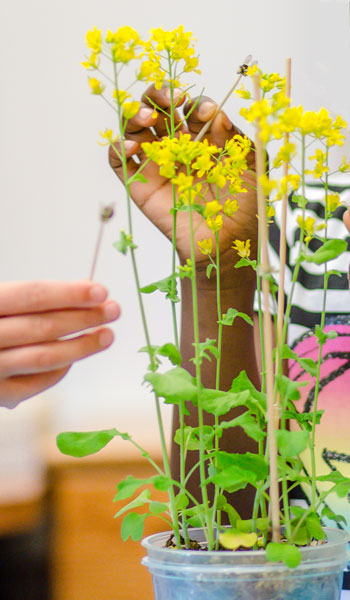 Teaching Variation and Selection in the Context of Plant Breeding with ...