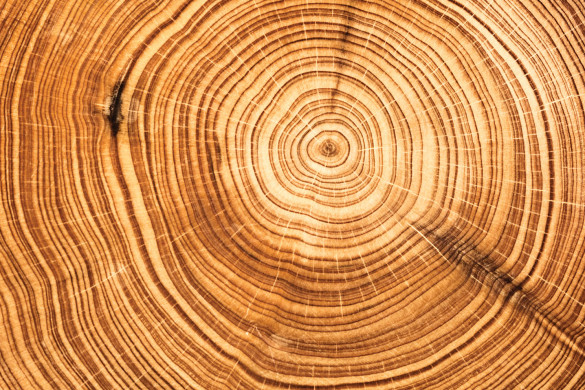 Promoting Discourse In Science Class Carolina Knowledge Center