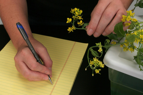 Promoting Discourse in Science Class - Carolina Knowledge Center