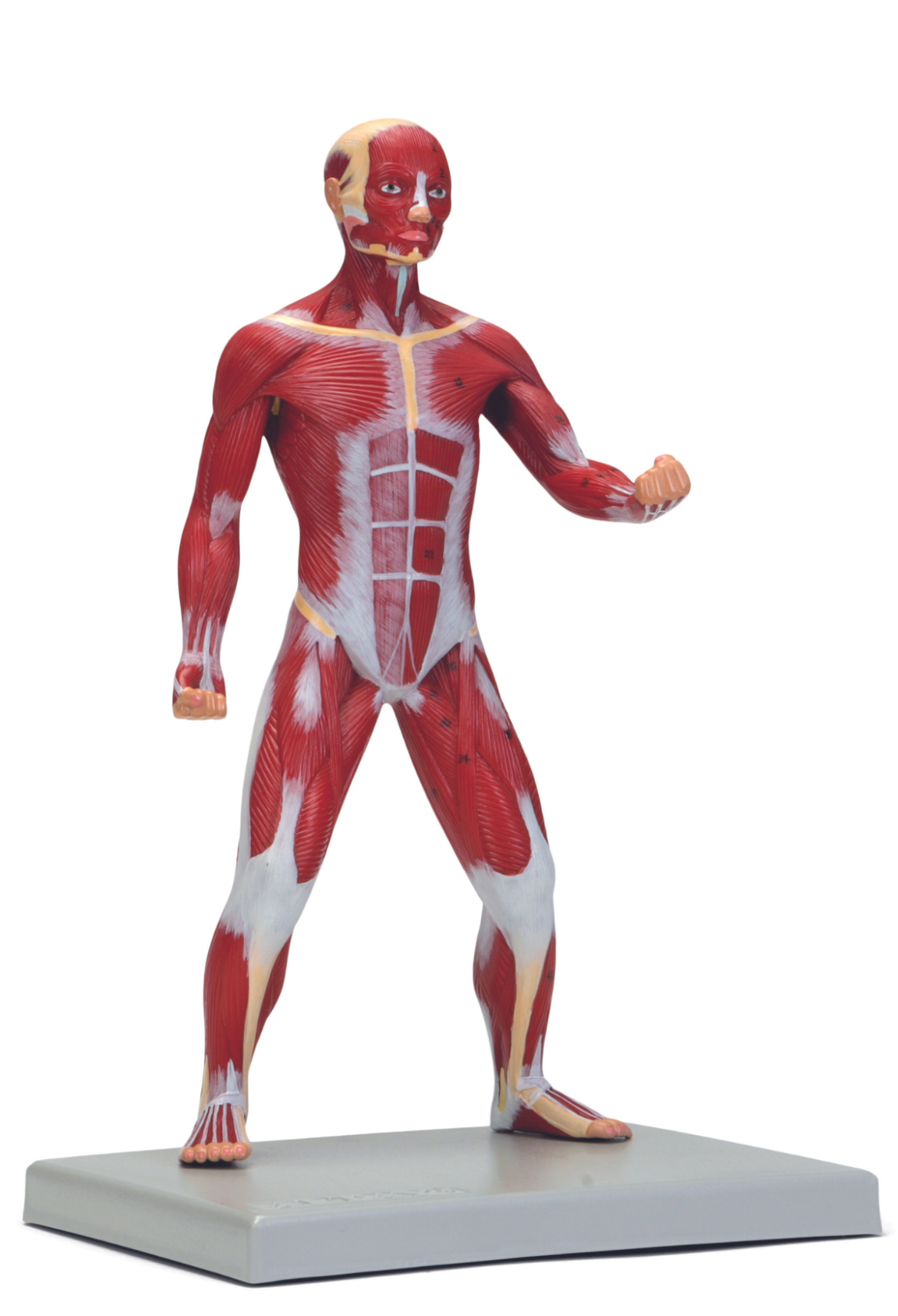 Altay Back to School Sale - Carolina Knowledge Center