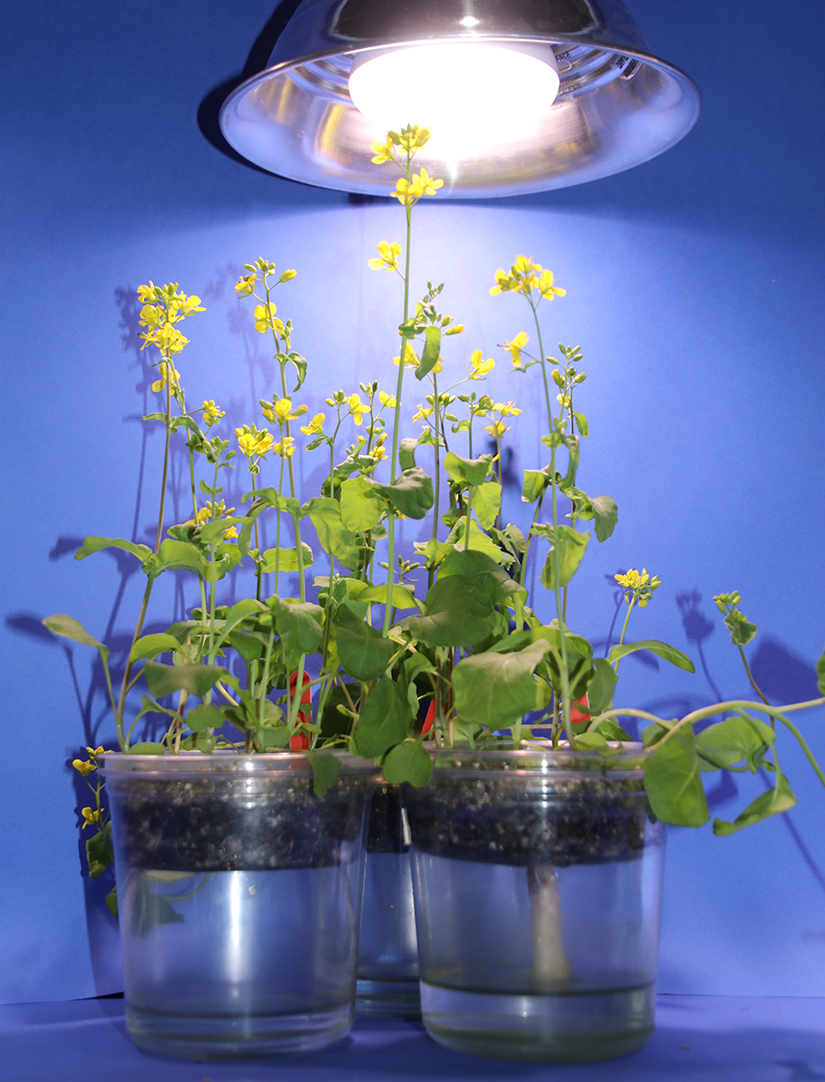 Teachers' Guide to Classroom Grow Lights for Healthy Fast Plants ...