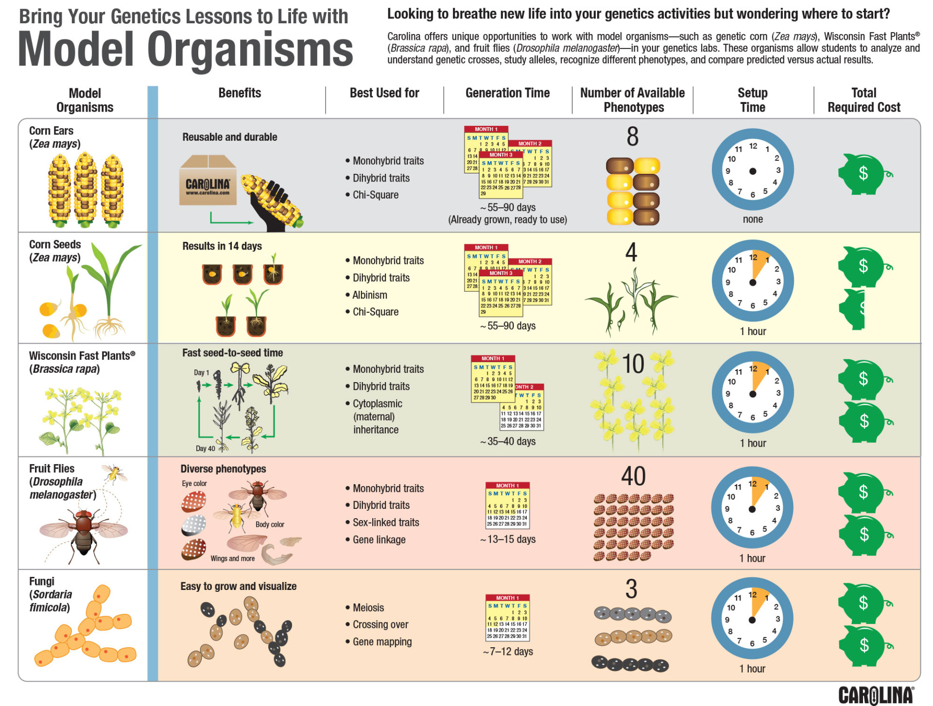 Which Genetic Organism Is Best for Your Classroom? - Carolina Knowledge ...