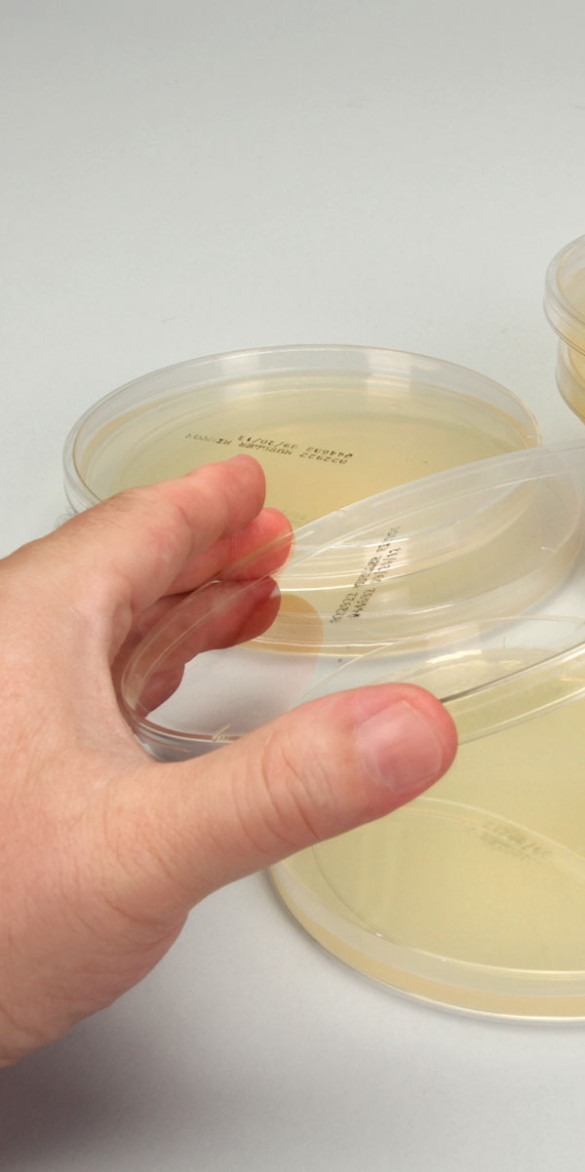 Pouring Agar Plates - Carolina Knowledge Center
