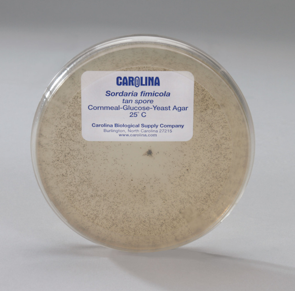 Which Genetic Organism Is Best for Your Classroom? - Carolina Knowledge ...