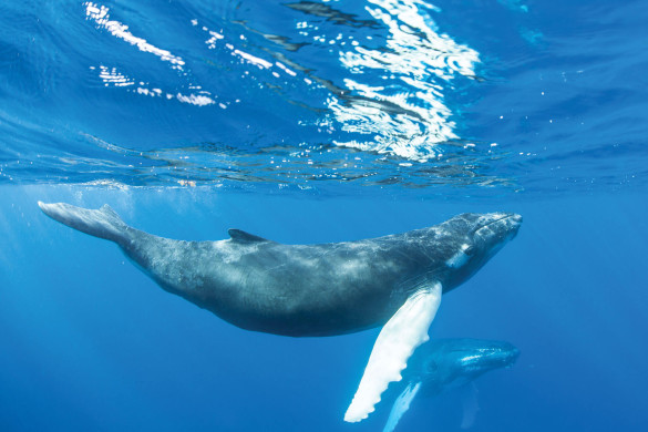 Teaching the Cell Cycle and Mitosis - Carolina Knowledge Center