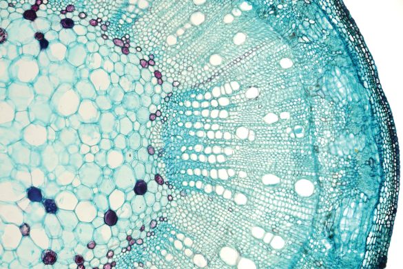 Observing Plant Cells - Carolina Knowledge Center