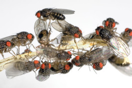 Introduction to Drosophila: Phenotypes - Carolina Knowledge Center