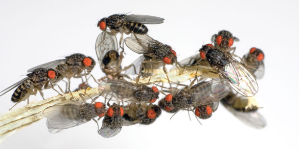 Introduction to Drosophila: Phenotypes - Carolina Knowledge Center