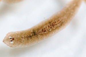 Using Planarian Reproduction as a Path to Hands-On Inquiry Learning ...