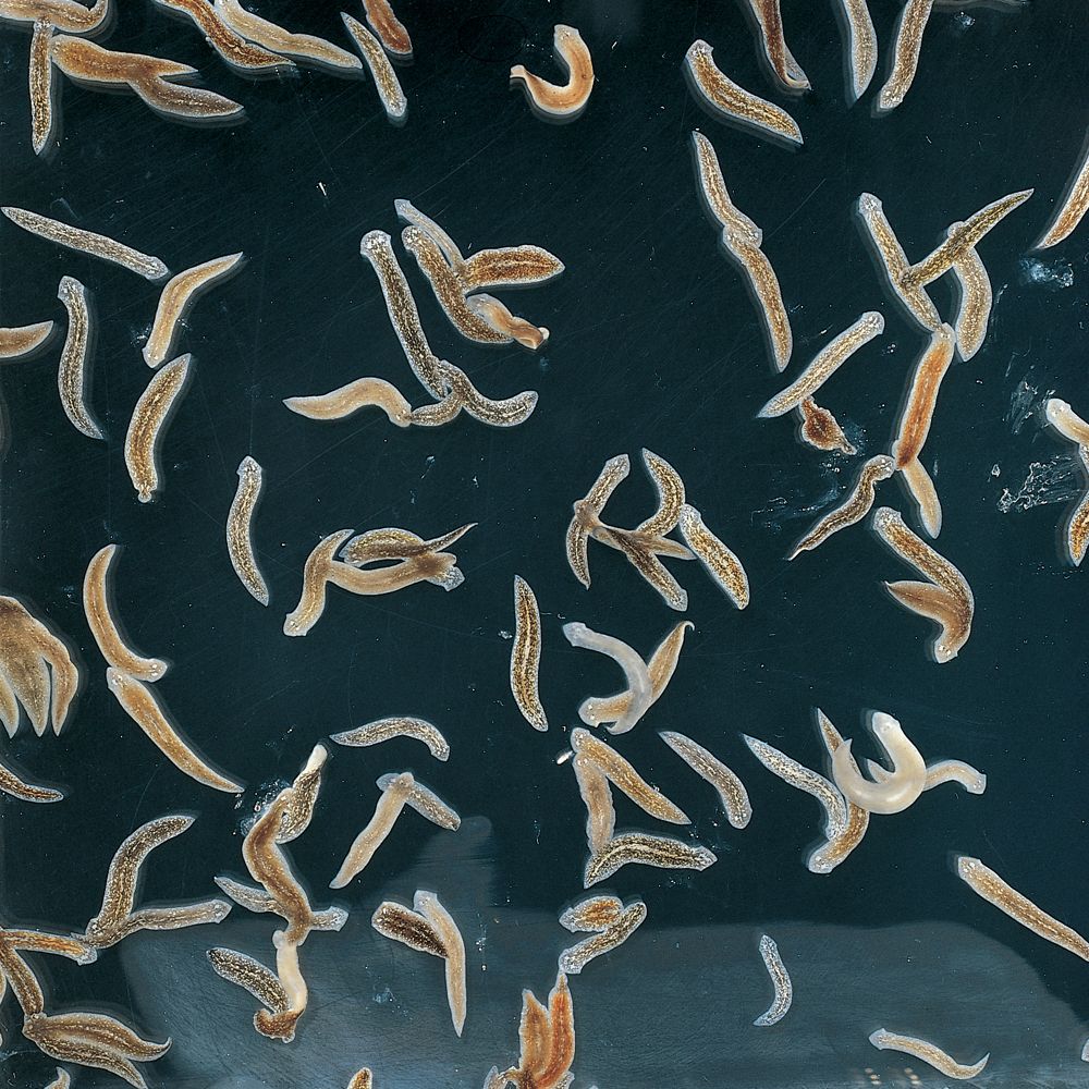 Introduction to Planaria - Carolina Knowledge Center