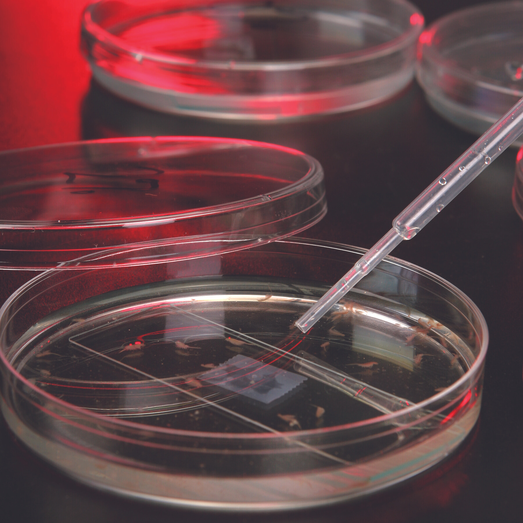 AP Bundles - Carolina Knowledge Center