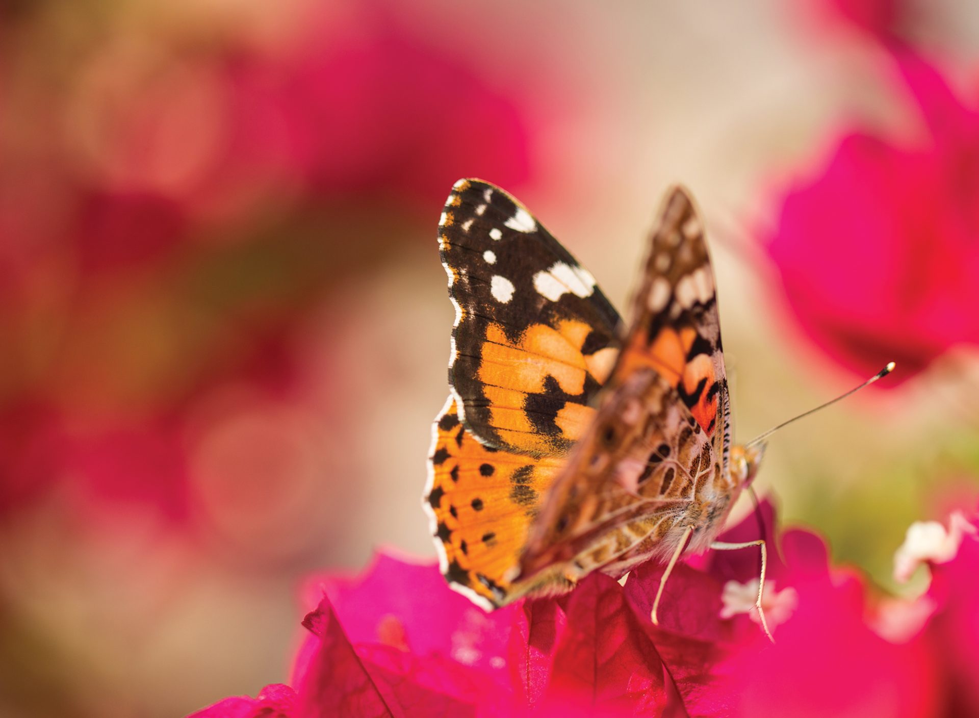 Butterwalkers - Carolina Knowledge Center