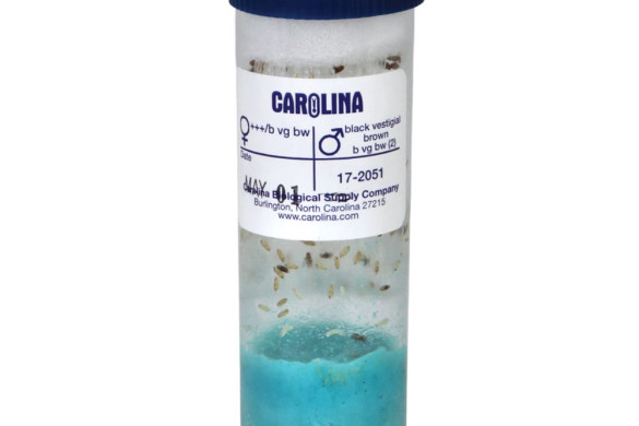 Observing Plant Cells - Carolina Knowledge Center