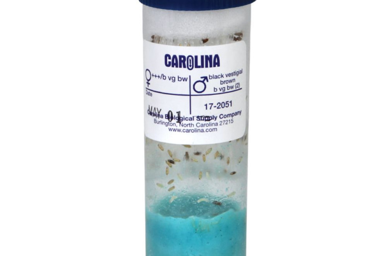 LabSheets Archives - Carolina Knowledge Center