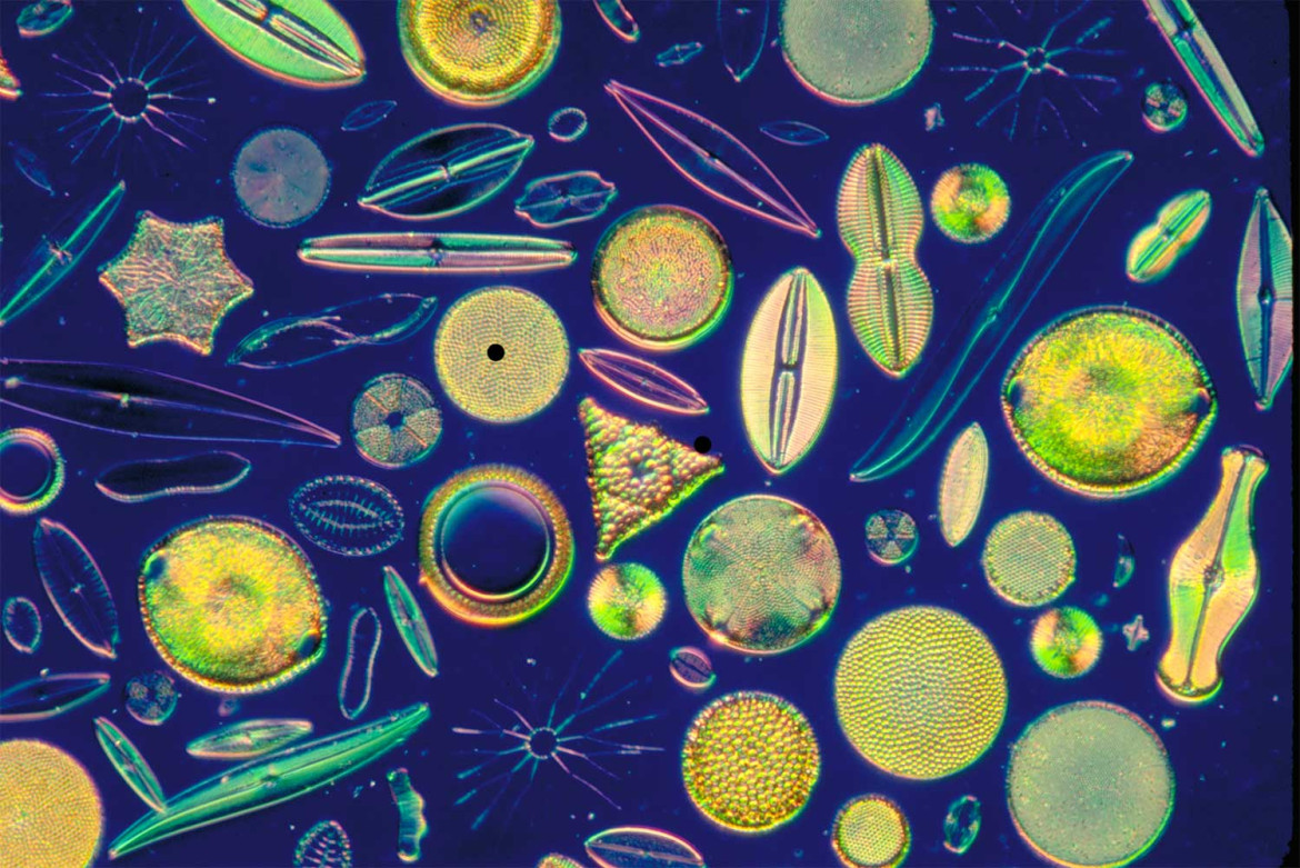 Introduction to Protists: Euglena - Carolina Knowledge Center