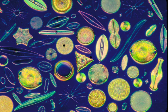 Observing Plant Cells - Carolina Knowledge Center