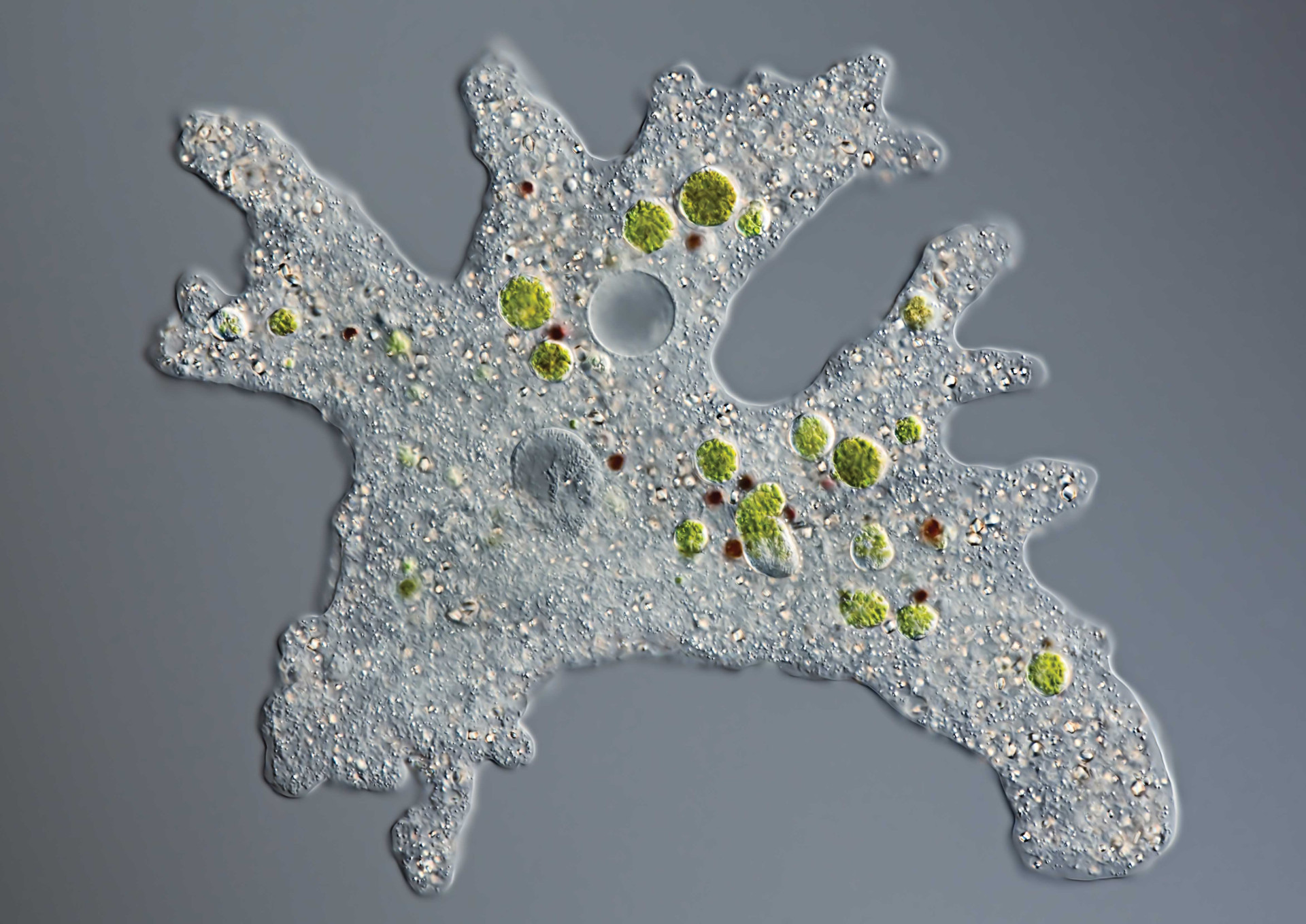 Introduction to Protists: Amoeba - Carolina Knowledge Center