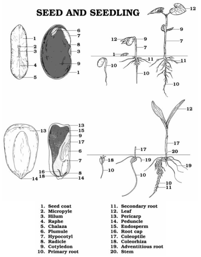 Seed Germination - Carolina Knowledge Center