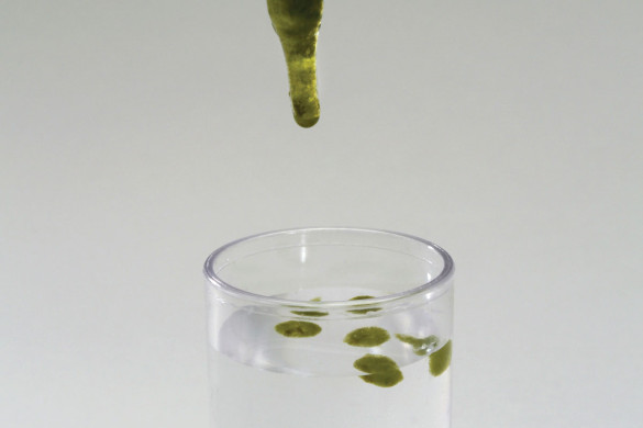 Photosynthesis and Floating Leaf Disks - Carolina Knowledge Center