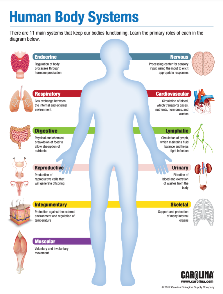 Body Systems - Carolina Knowledge Center