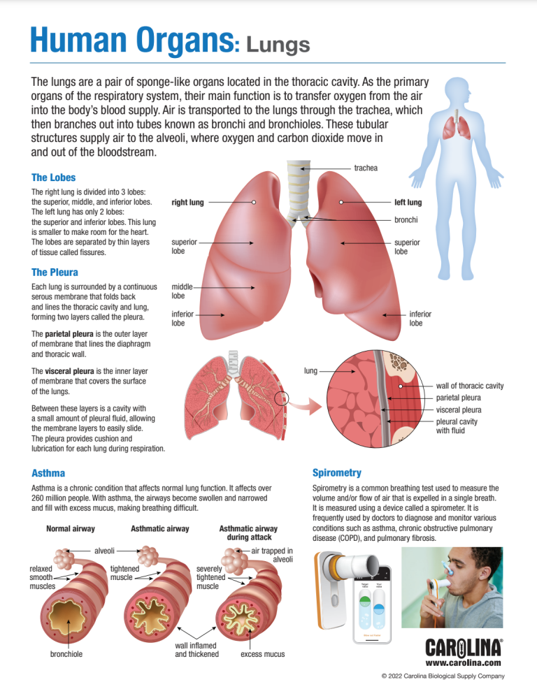 Teaching the Cardiovascular System