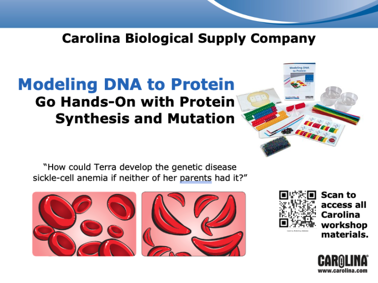 Modeling DNA to Protein: Go Hands on with Protein Synthesis and ...