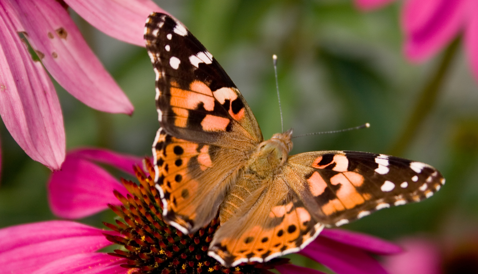 Infographic 1 - Carolina Knowledge Center