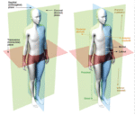 Exploring the Human Body: Understanding Anatomical Planes and Body ...