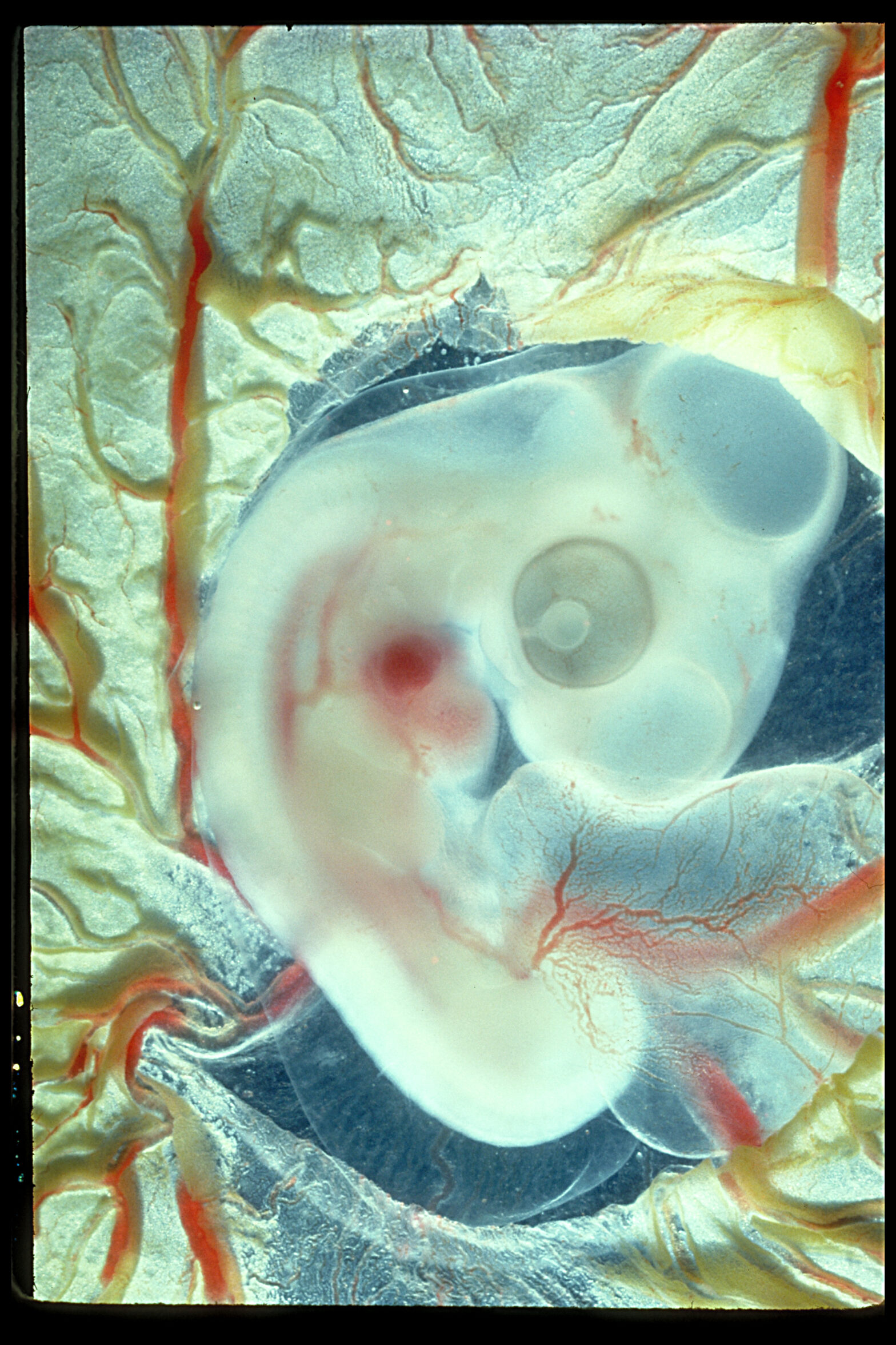 The Life Cycle of a Chicken - Carolina Knowledge Center