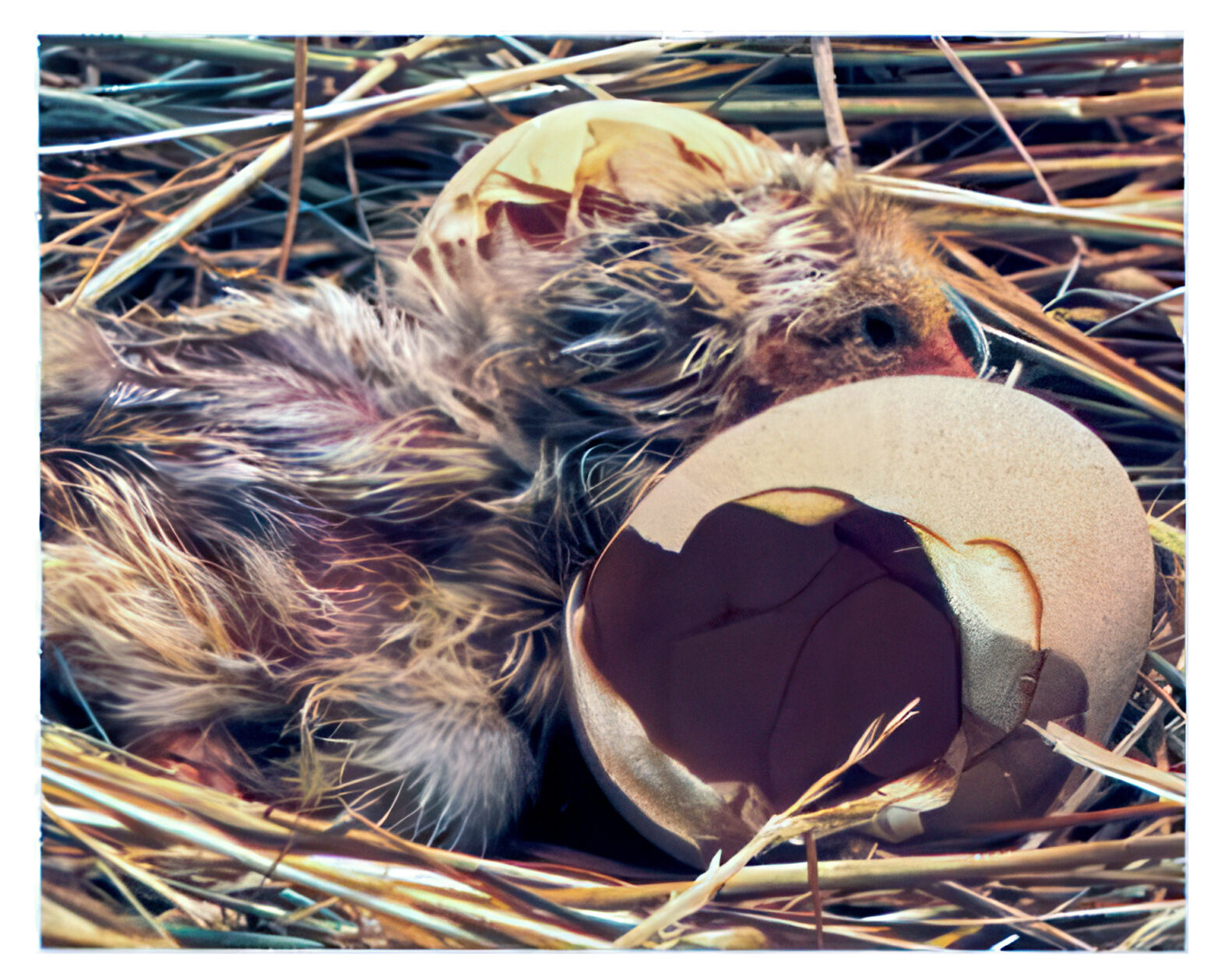 The Life Cycle of a Chicken - Carolina Knowledge Center