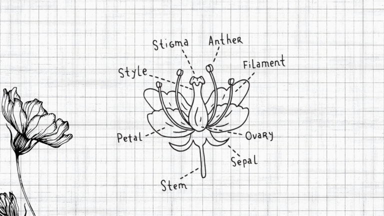 Using Laboratory Drawings to Enhance Student Learning - Carolina ...