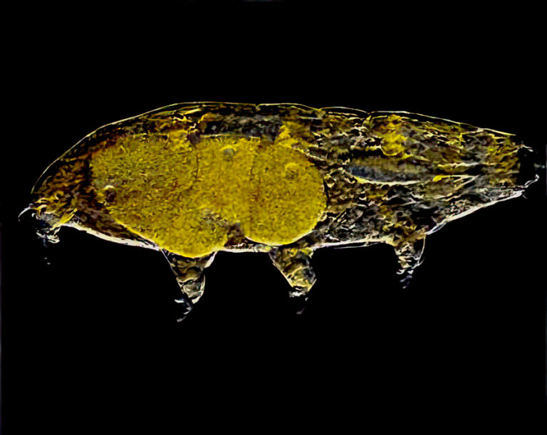 Tardigrades: Little Water Bears - Carolina Knowledge Center