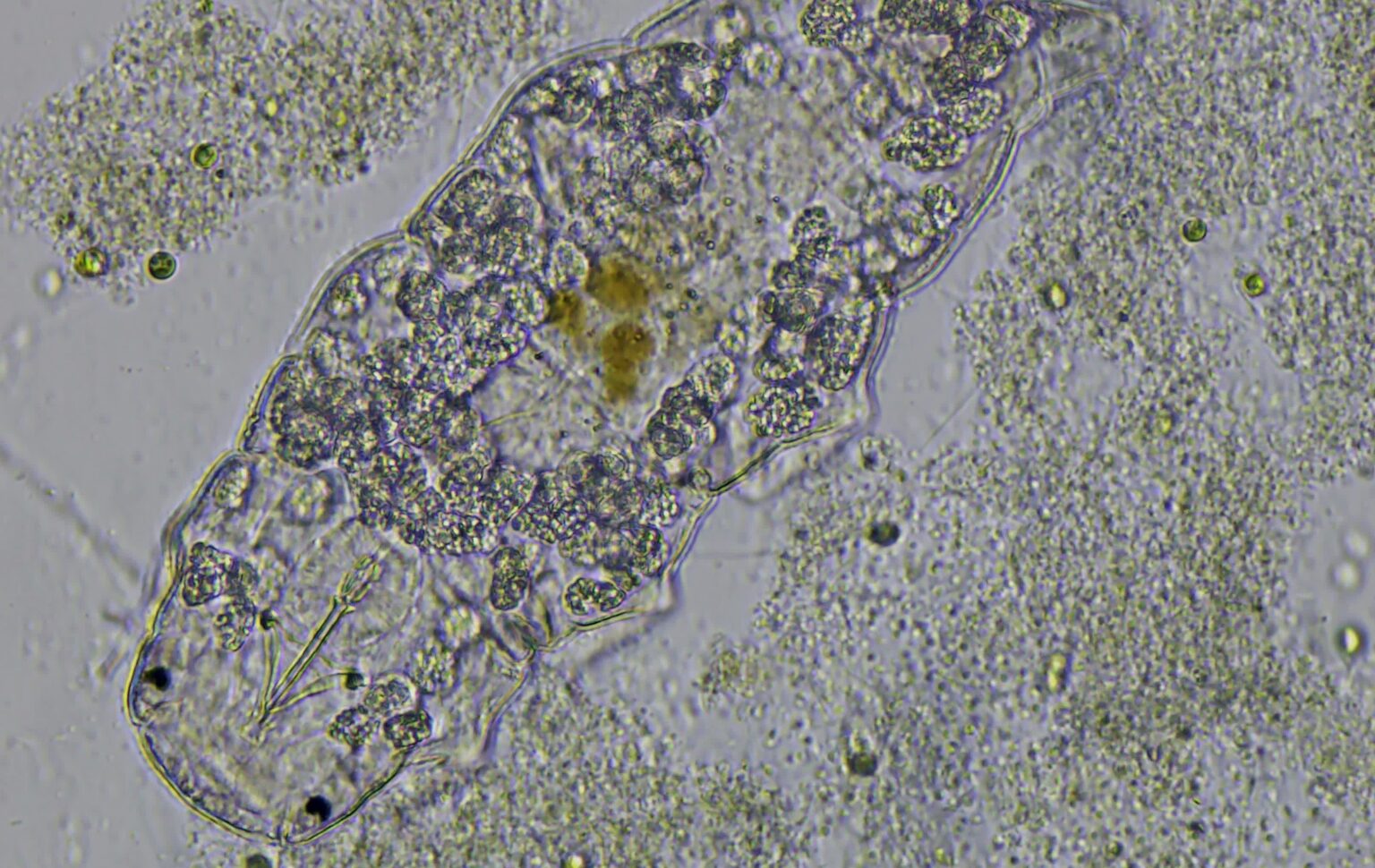 Tardigrades: Little Water Bears - Carolina Knowledge Center