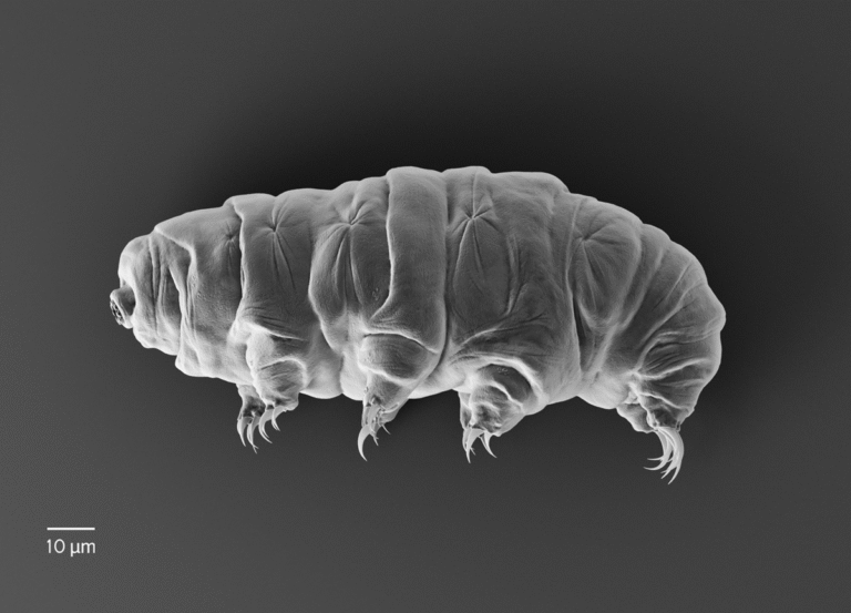 Tardigrades: Little Water Bears - Carolina Knowledge Center